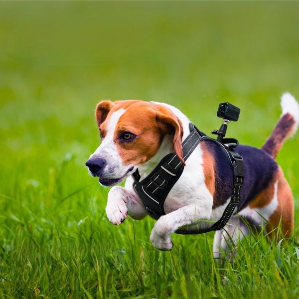 Quality No Monthly Fee GPS Tracker Long Battery Life Global Coverage Replacement Collar for sale