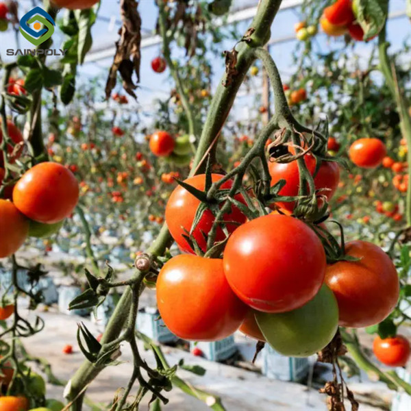 Quality Vegetable Growing Multispan Tomato Greenhouse Custom Large Size for sale