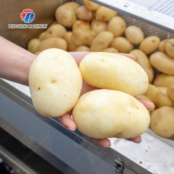 Quality Brush washing and hoisting production line Ginger Potato Carrot Taro Sweet for sale