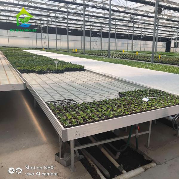 Quality Adjustable Greenhouse Rolling Benches 4x8 Ebb And Flow Table for sale