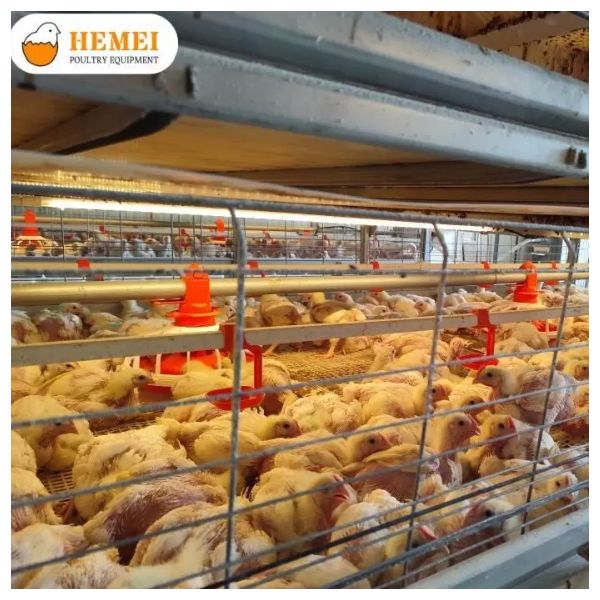 Quality Floor-To-Cage Conversion Broiler Chicken Cage for sale