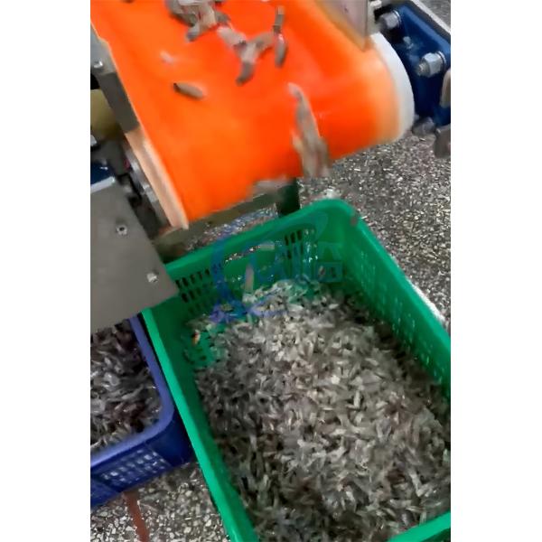 Quality Durable 800W Shrimp Processing Plant , Automatic Shrimp Head Removal System for sale