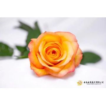 Quality Flower Sorting Automated Focusight Inspection Machine for sale