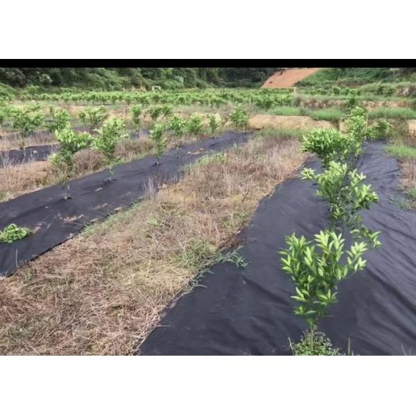Quality Good Transparency Agriculture Non Woven Fabric Non - Poisonous Frostproof Fabric for sale