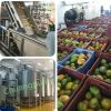 china 500-50000KG/H Mango Juice Processing Plant 380V 410V 20KW