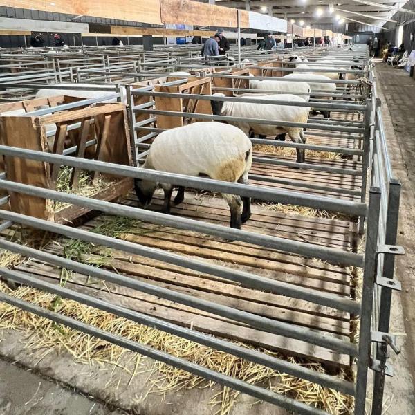 Quality 40x40mm Livestock Sheep Panel Fence Protective Sheep Goat Panels for sale