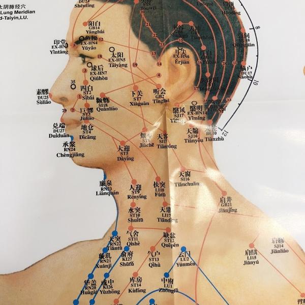 Quality 3pcs Meridian Acupuncture Chart ISO Acupuncture Culture for sale