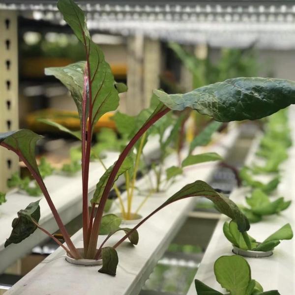 Quality Intelligent Temperature Control Department Shipping Container Greenhouse for for sale
