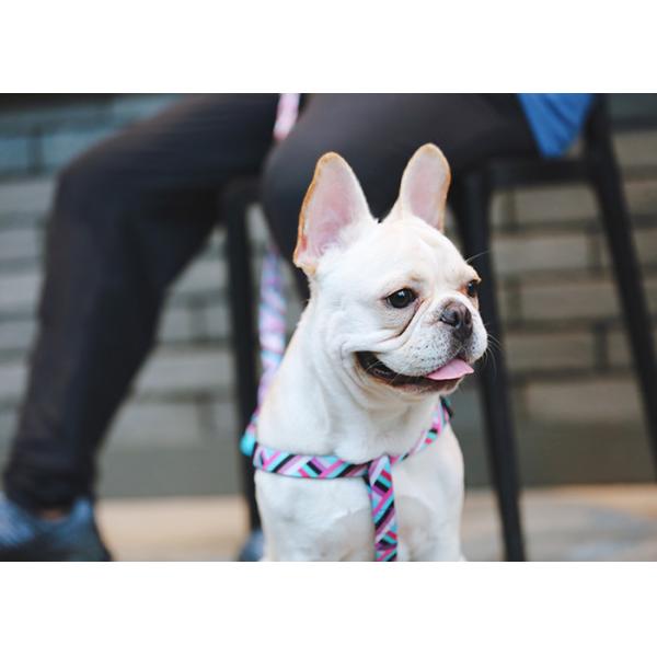 Quality Easy Pull Dog Walking Harness For Hiking for sale