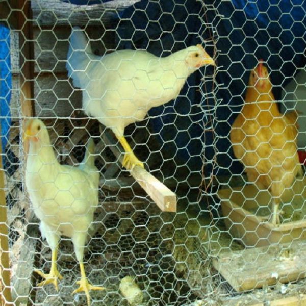 Quality Galvanized Weave Mesh 0.3mm Hexagonal Chicken Hex Wire Mesh Nettting for sale