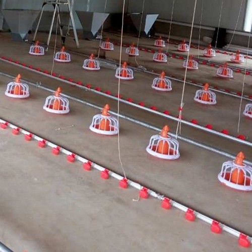 Quality Chicken 15 Nipples/3m Automatic Drinker Cup System for sale