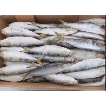 Quality Sardinops Melanostictus Whole Round Fresh Frozen Fish For Canning for sale
