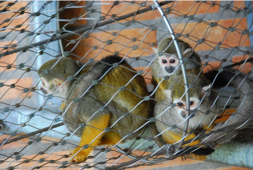 Quality Decorative Stainless Zoo Animal Enclosures Wire Rope Mesh Fencing for sale