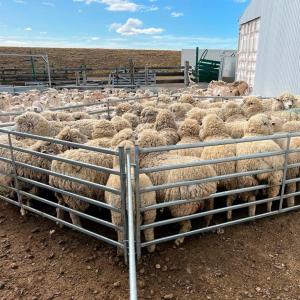 Quality Vertical Pipe 50x50x2.0mm Farming Livestock Pens Welding Durable sheep fencing panels for sale