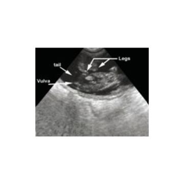 Quality B / W Palm Ultrasound Scanner Animal Ultrasound Scanner Using for Checking Mare for sale