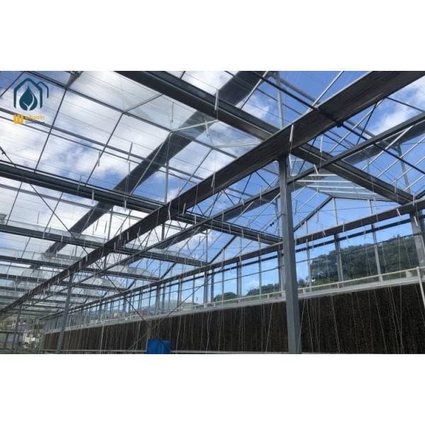Quality Agricultural Glass Tomato Greenhouse Multi Span Tomato Plant Greenhouses Customized for sale