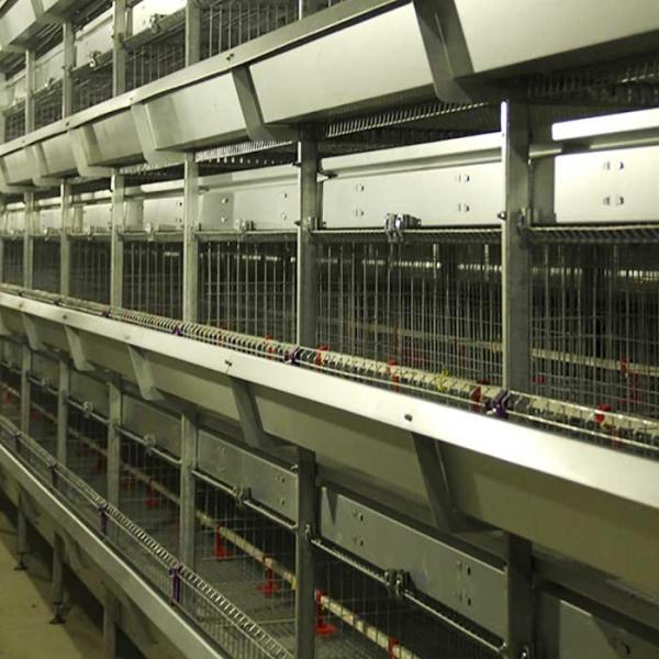 Quality Galvanized Steel A Cage For Poultry , Automatic Ladder Layer Chicken Cage for sale