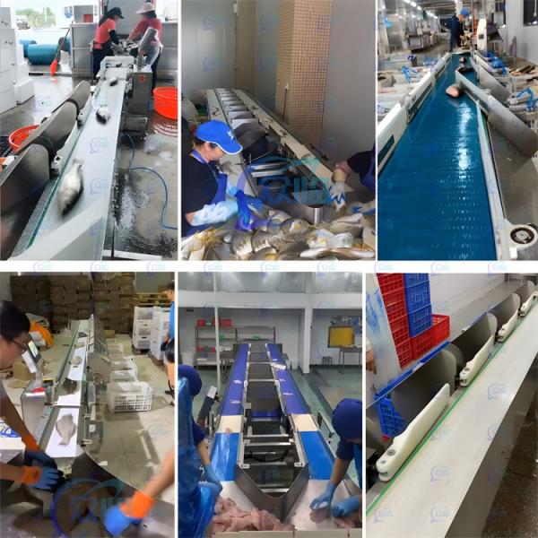 Quality SUS304 Fish Weight Sorting Machine Lever type 261 pcs/min for sale