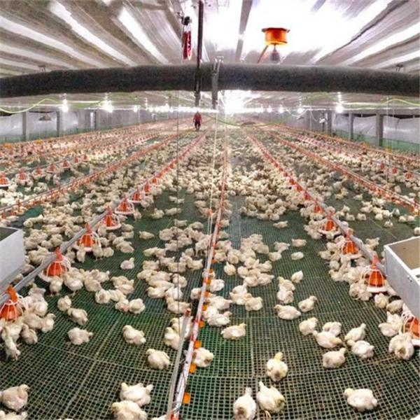 Quality Orange Poultry Water Drinking Nipples For Chicken Broilers Raising for sale