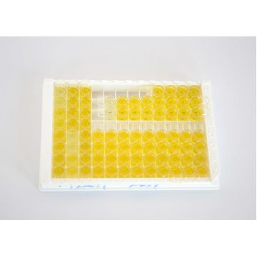 Quality 96 Test Aflatoxin M1 Mycotoxin ELISA Kit For Milk for sale