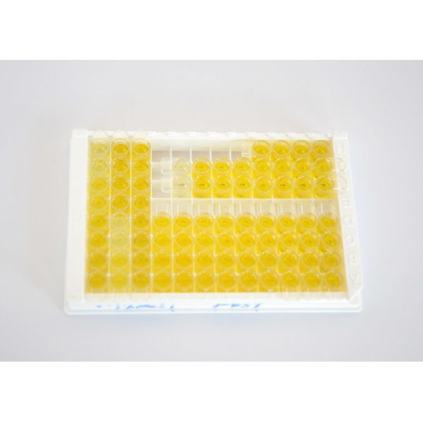 Quality 96 Test Aflatoxin M1 Mycotoxin ELISA Kit For Milk for sale