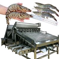 Quality 304 stainless steel 18 roller fish sorting machine Fish size screening machine for sale