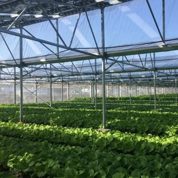 Quality Innovative Single/Multi Span Photovoltaic Commercial Greenhouses for Sustainable for sale