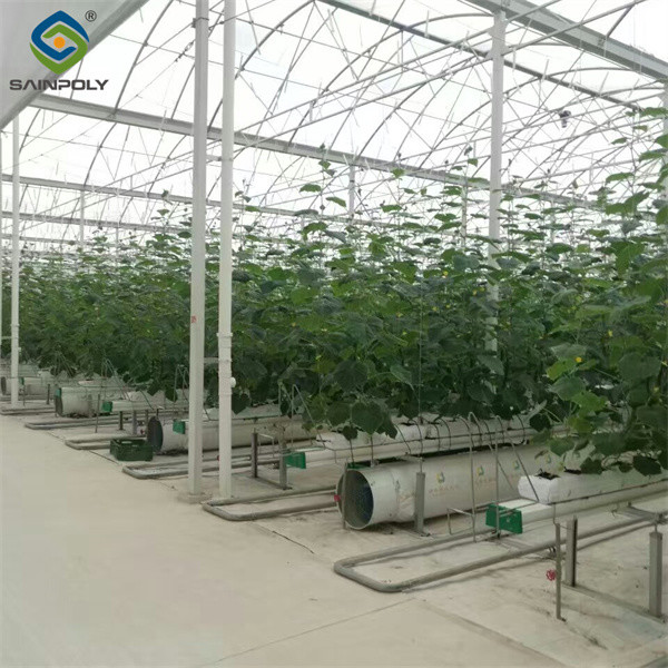Quality Vegetable Growing Multispan Tomato Greenhouse Custom Large Size for sale