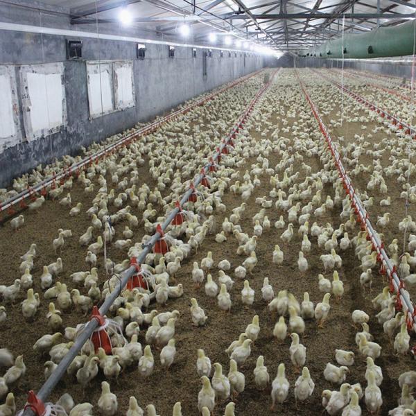 Quality 3 Lines Raising 30000 Broiler Equipment Prefab Poultry Closed House for sale