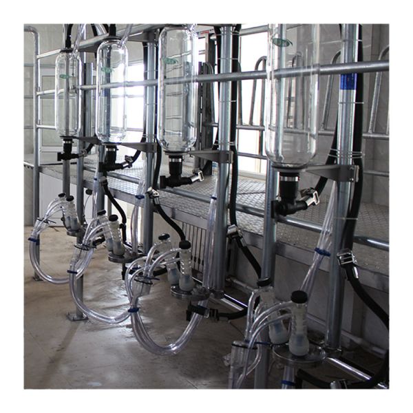 Quality Parallel Lines 20T/H Herringbone Milking Parlor Automatic Milk Machine for sale