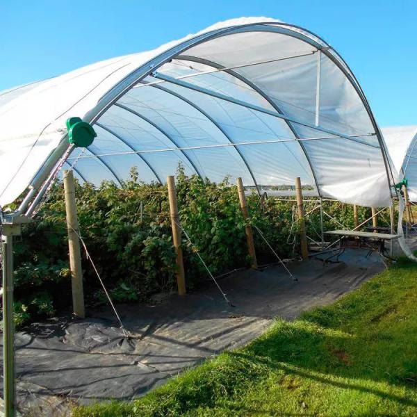 Quality Blueberry PE Film Poly Tunnel Greenhouse Anti Ultraviolet for sale