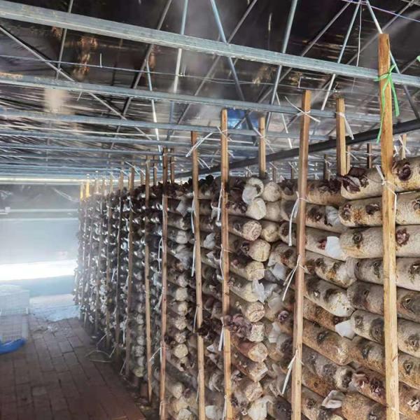 Quality Medical Planting Steel Frame Greenhouse Plastic Cover For Mushroom for sale