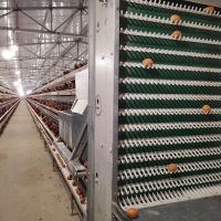 Quality “A” Type Layer Chicken Cage Equipment for sale