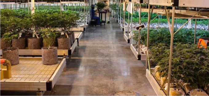 Hot Galvanized Greenhouse Rolling Benches Earthquake Proof Ebb And Flood Benches 1