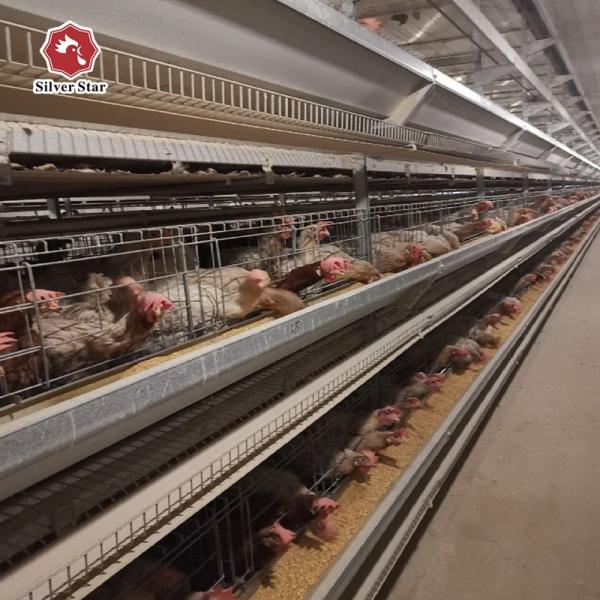 Quality H Type Layer Chicken Cage System | Automatic Poultry Equipment for Commercial Egg Farms for sale