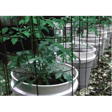 Quality ISO9001 SS304 SS201 Plastic Coated Wire Mesh Panels For Support Of Plants for sale