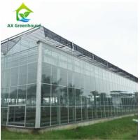 China Automatic Agricultural Glass Greenhouse HDG Steel Turnkey Hydroponic Greenhouse factory