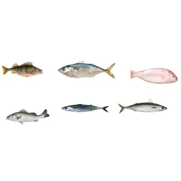 Quality High Speed Automatic Fish Sizing Machine For Grading Many Kinds Ocean Fish for sale