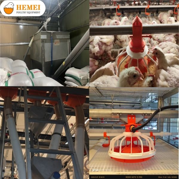 Quality Feeding System for Automatic Harvesting Broiler Cage for sale