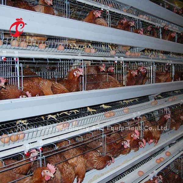 Quality Angle Bar Frame Poultry Battery Cage System H Type Layer Chicken Cage Africa for sale