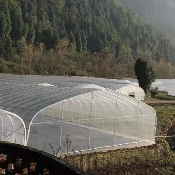 Quality Waterproof Transparent Low Tunnel Greenhouse Single Plastic Greenhouse Tunnel for sale