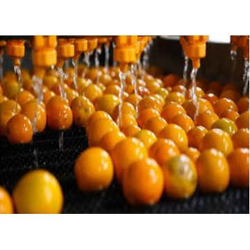 Quality Fully Automatic Orange Juice Processing Line Machine For Citrus Processing for sale