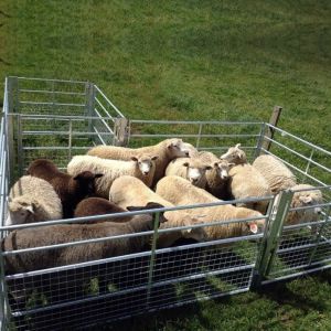 Quality 3mm Galvanised Sheeting Galvanized Livestock Fence Panels Protect Goat Sheep for sale