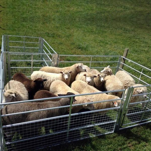 Quality 3mm Galvanised Sheeting Galvanized Livestock Fence Panels Protect Goat Sheep for sale