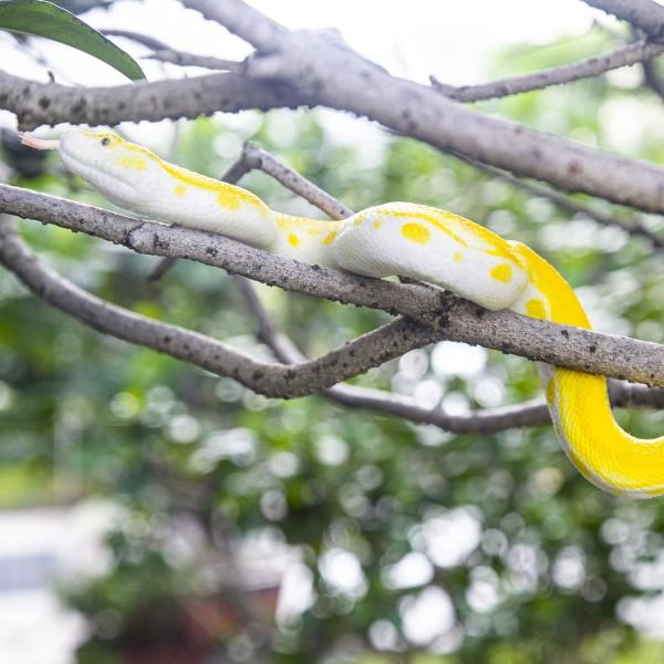 Quality Realistic Snakes Toy Python Action Model for Unisex Ages 8-13 Halloween Prank for sale