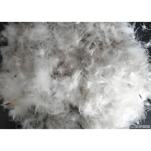Quality 70% grey duck down FP 550+ Cleanliness 1000+ for sale