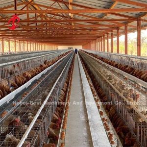Quality Battery Efficiency Poultry Layer Cage 3 4 Tiers Q235 Steel Wire Emily for sale
