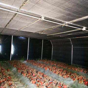 Quality Single-span Custom Blackout Light Deprivation Automatic Greenhouse With Shading for sale