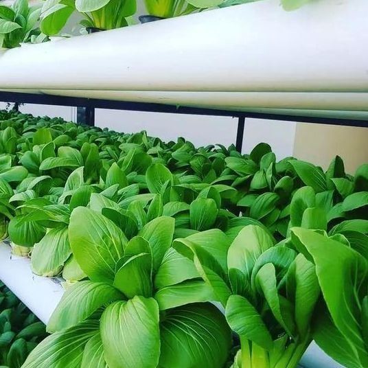 Quality Economical Department Plastic Greenhouse With Hydroponics And Temporary Heating for sale