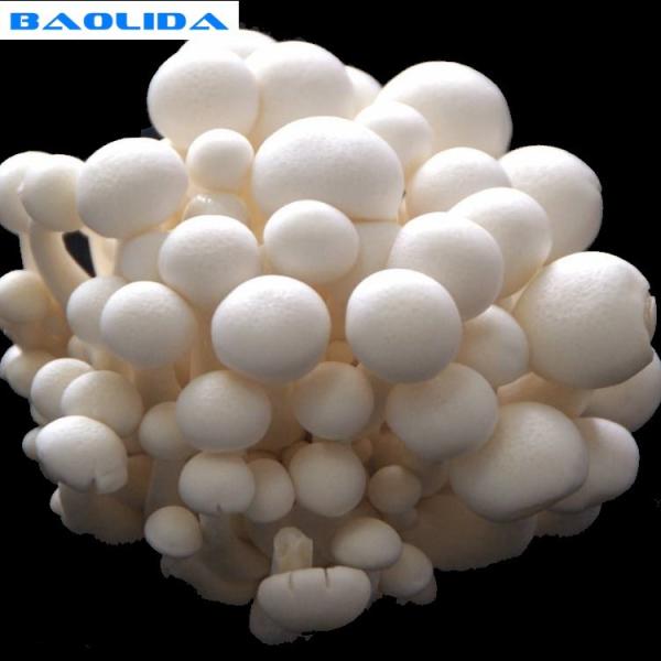 Quality Prefabricated Tomatoes Tunnel Plastic Greenhouse / Film Multi Span Greenhouse for sale